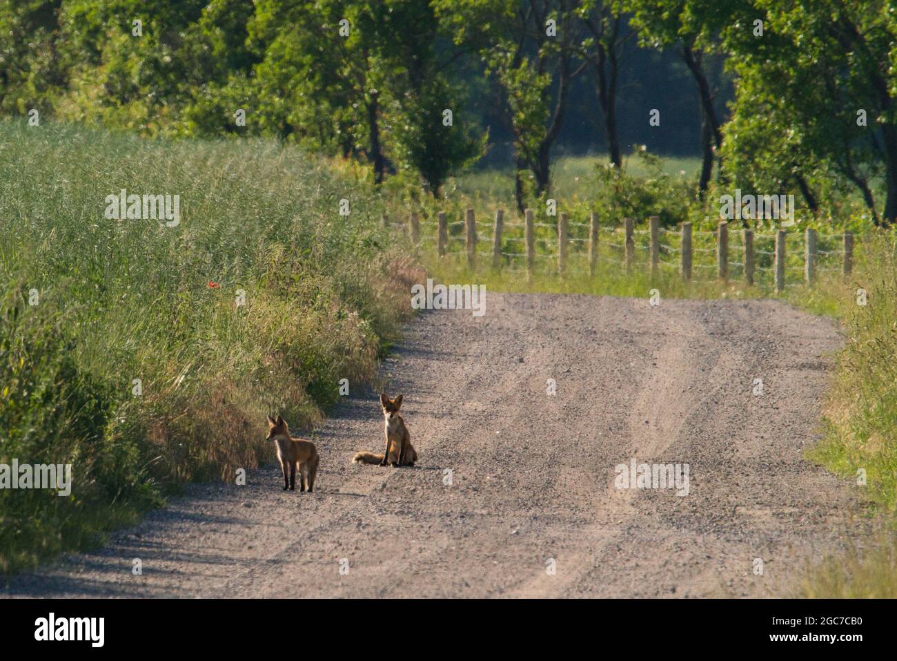 Red fox, vulpes vulpes , Fox walking on a forest path Stock Photo - Alamy