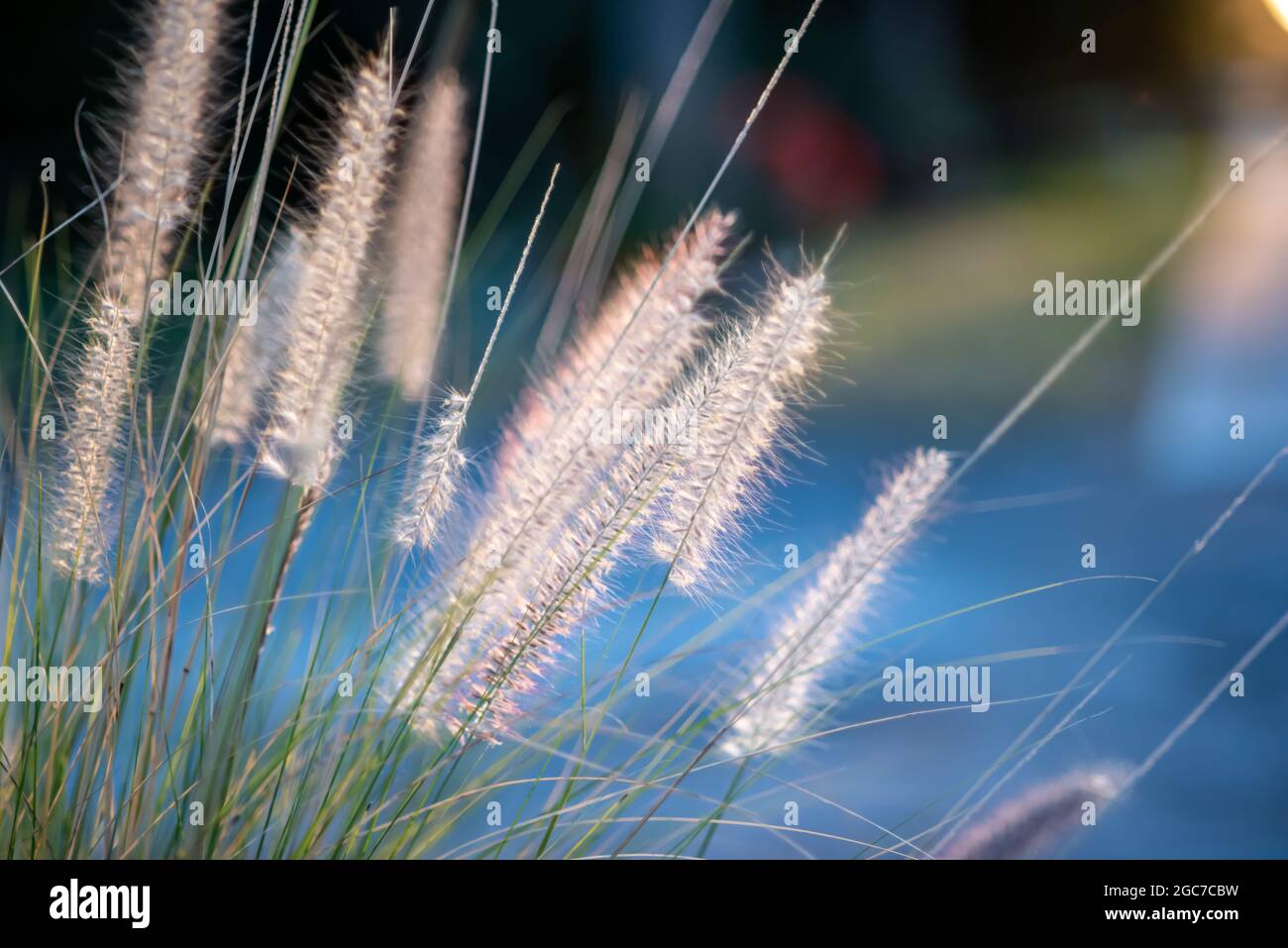 Fountain grass in the sun Stock Photo - Alamy