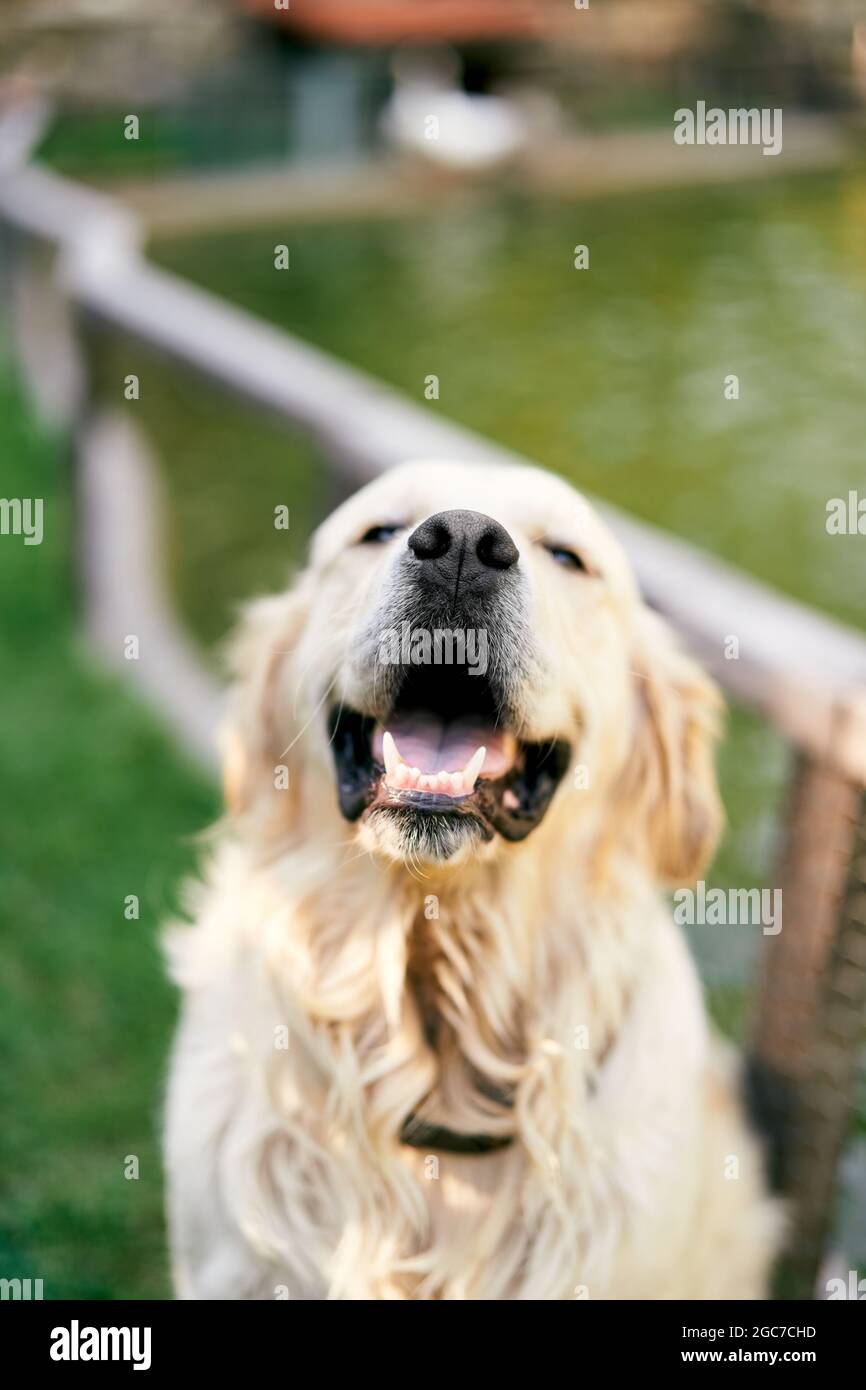 Cute smiling golden retriever by the lake. Close-up Stock Photo - Alamy