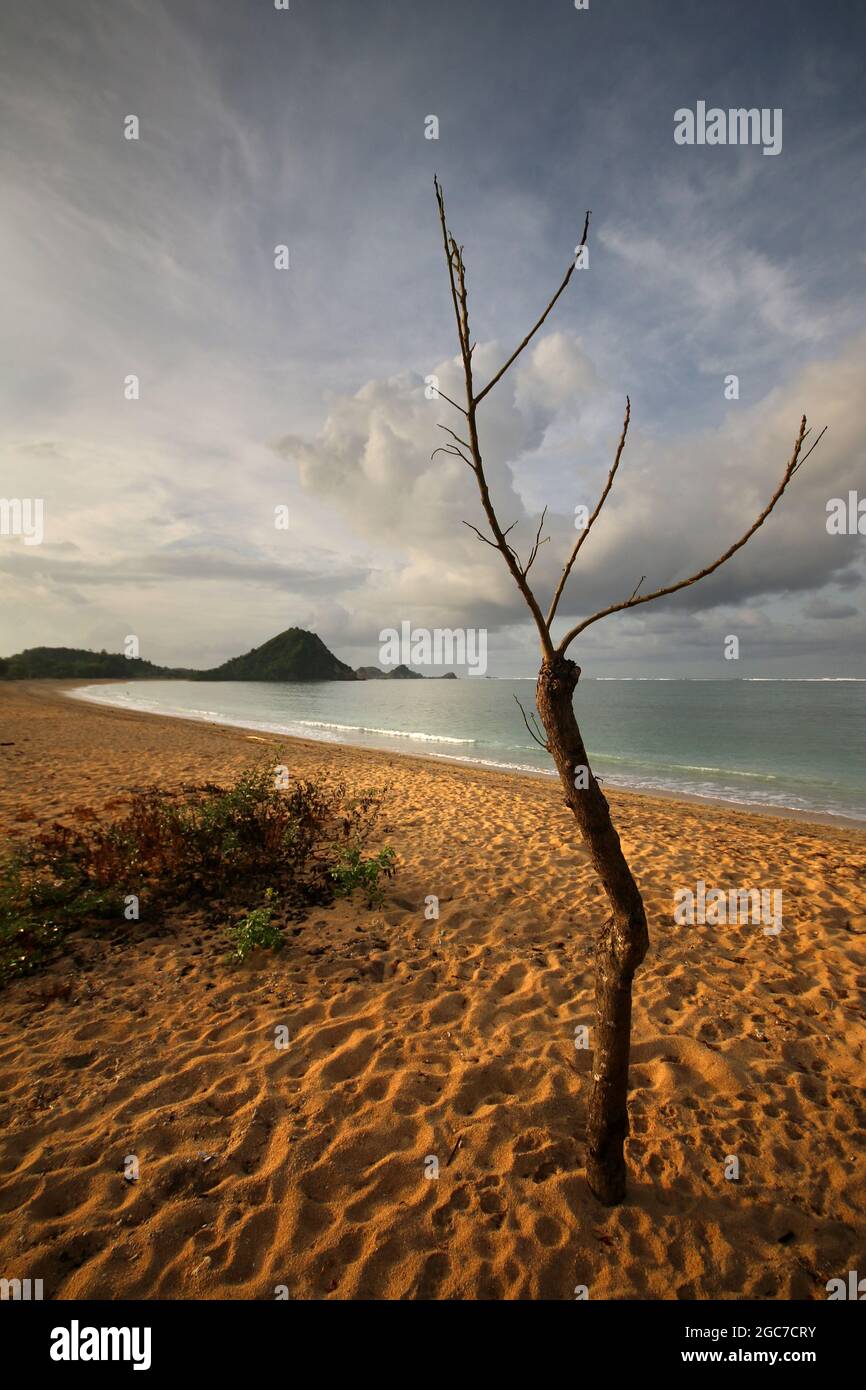 Tree o hi-res stock photography and images - Alamy