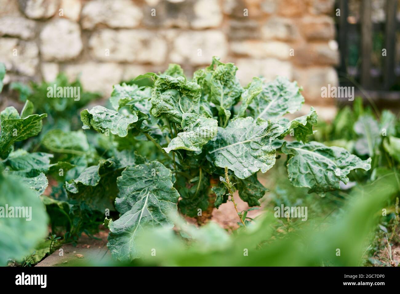 Green cabbage bush grows in a vegetable garden near a stone wall Stock ...