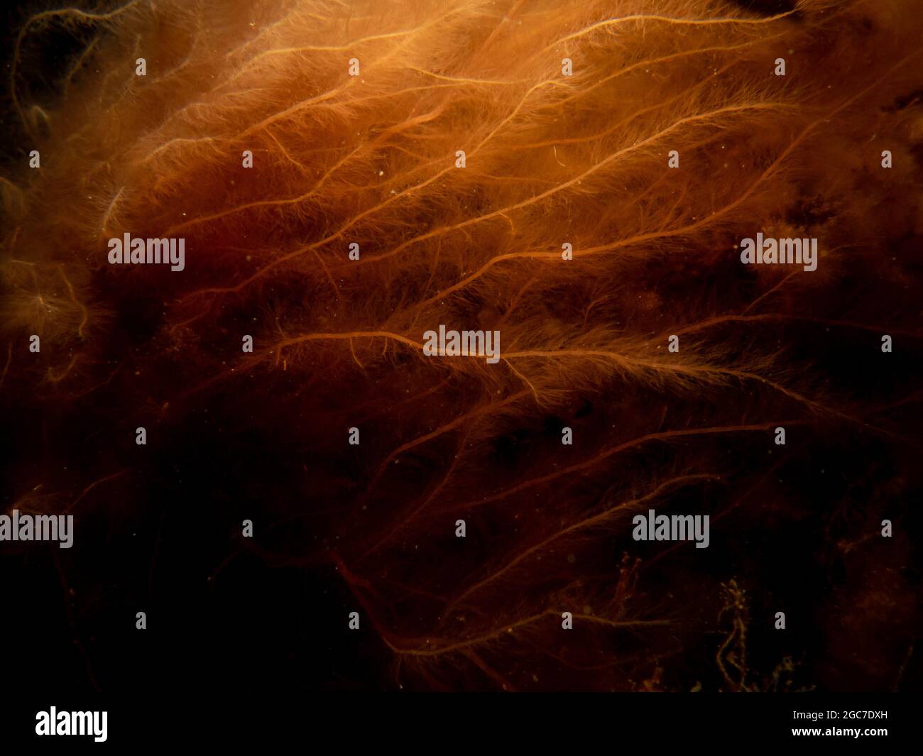 A close-up picture of orange seaweed. Picture from The Sound, between ...
