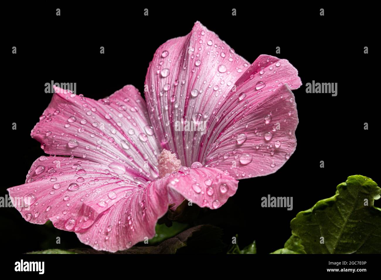 Swamp mallow hi-res stock photography and images - Alamy