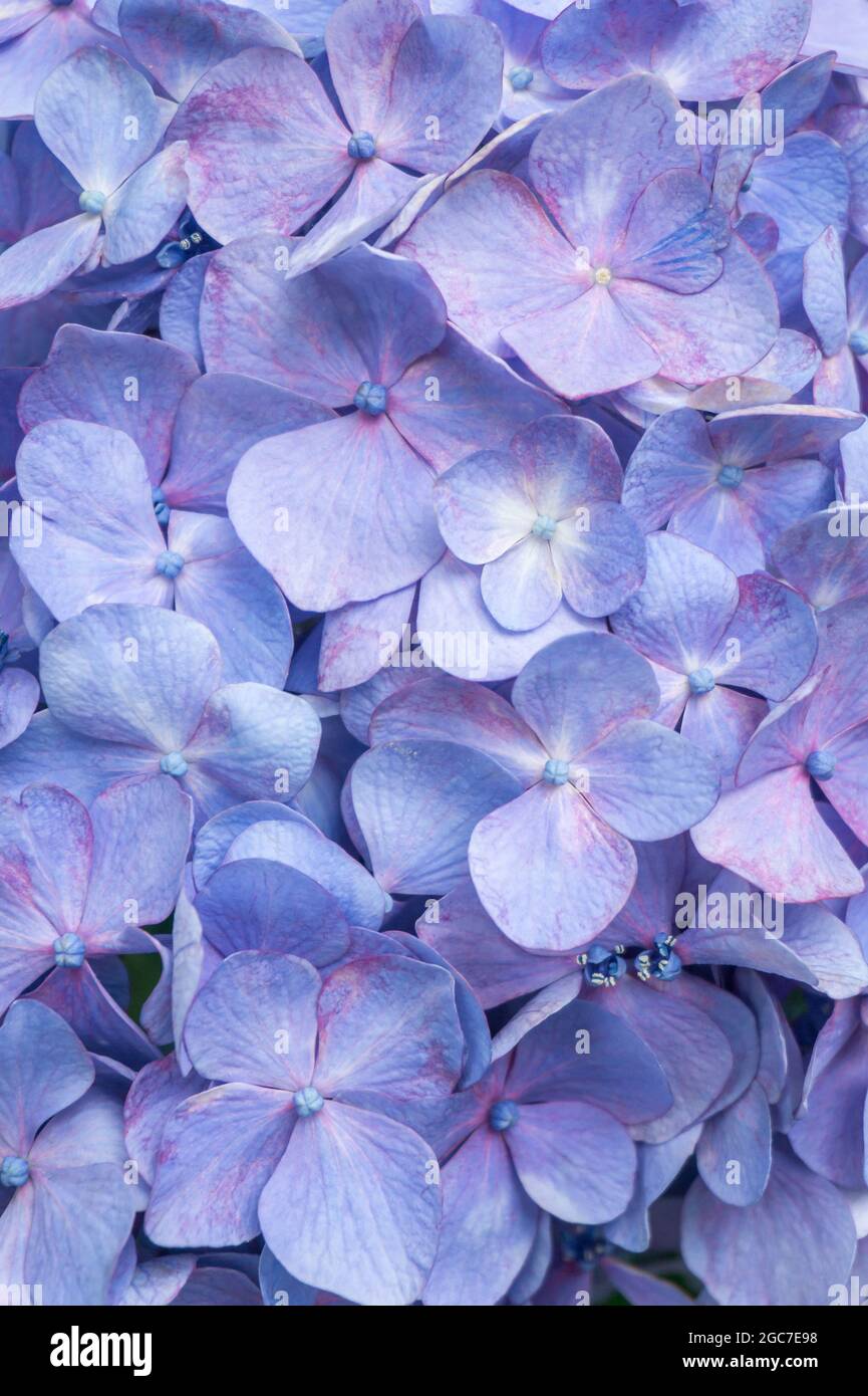 Purple background beautiful light hi-res stock photography and images ...