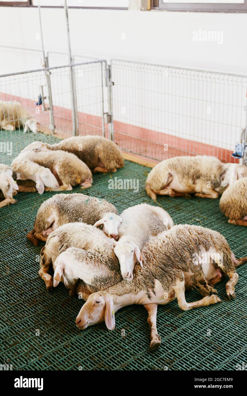 Sheared sheep sleep hugging on the floor on a closed farm Stock Photo ...