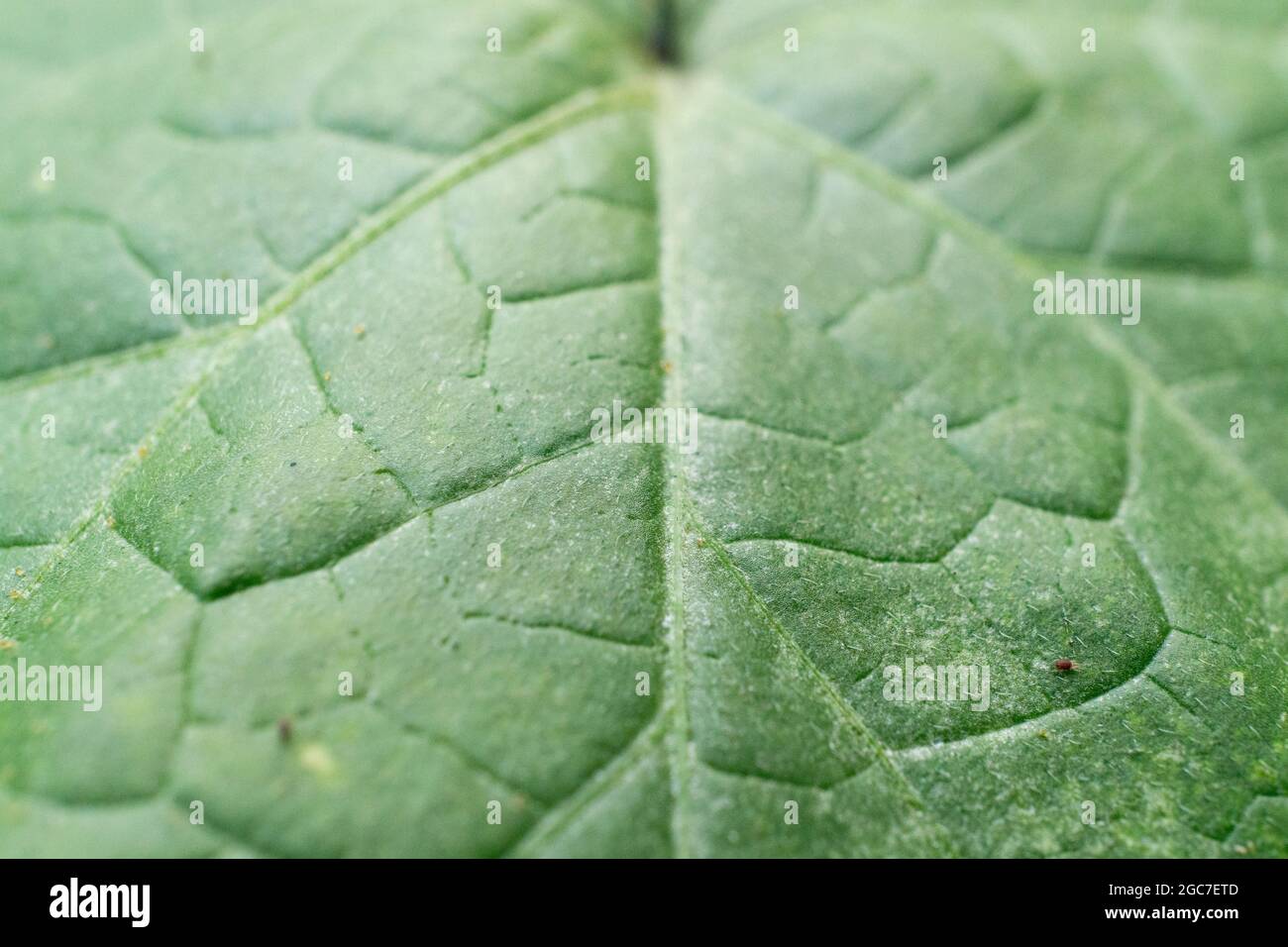 Macro shot of the veins, textures, and patterns of a fresh leaf Stock ...