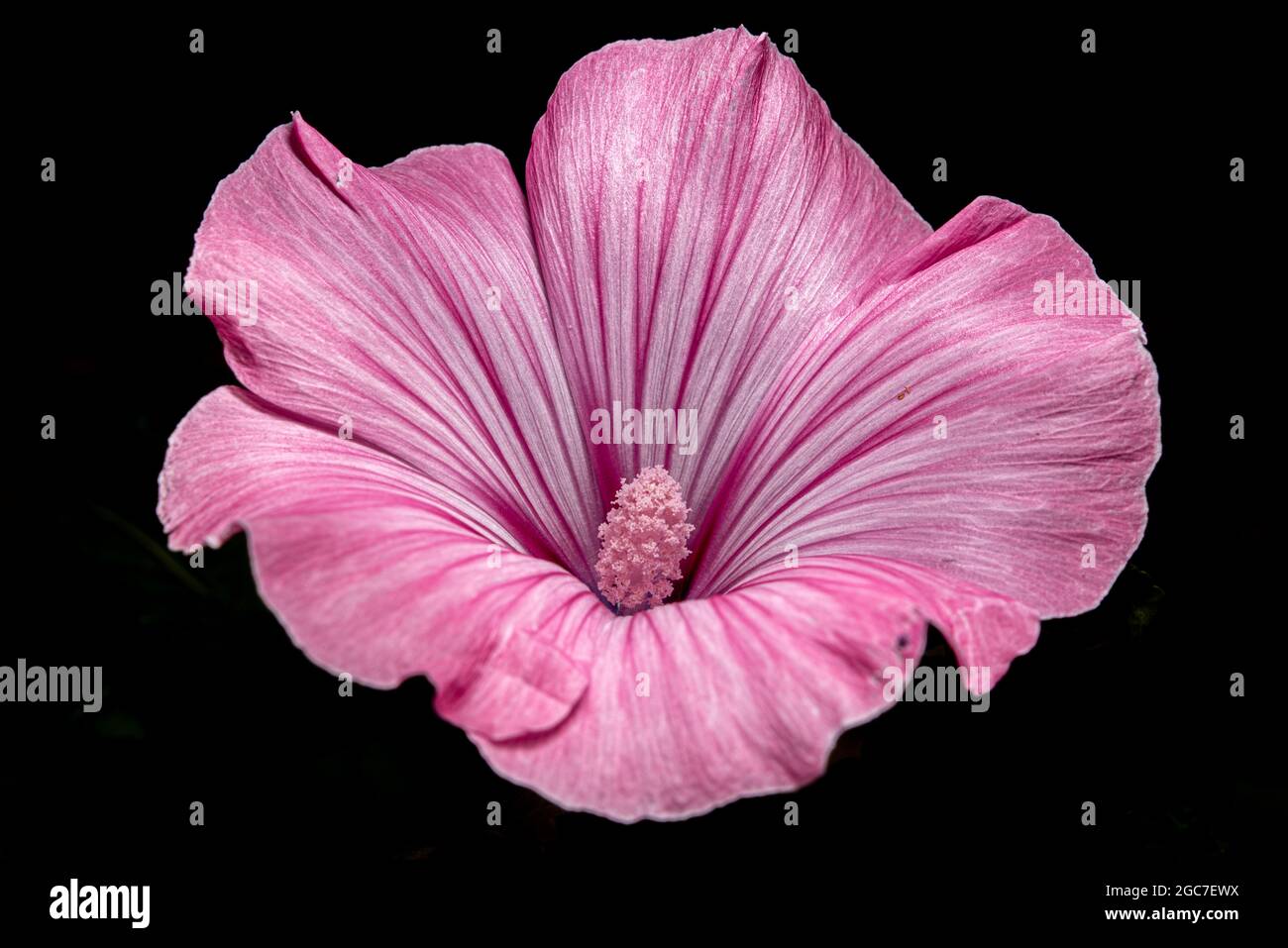 Flower photography macro hi-res stock photography and images - Alamy