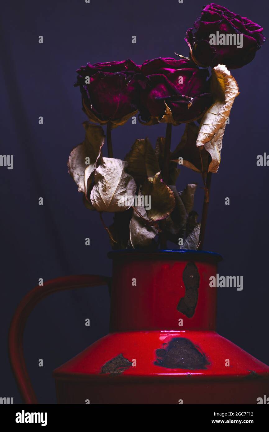 Closeup of red dry roses in an old vase Stock Photo - Alamy
