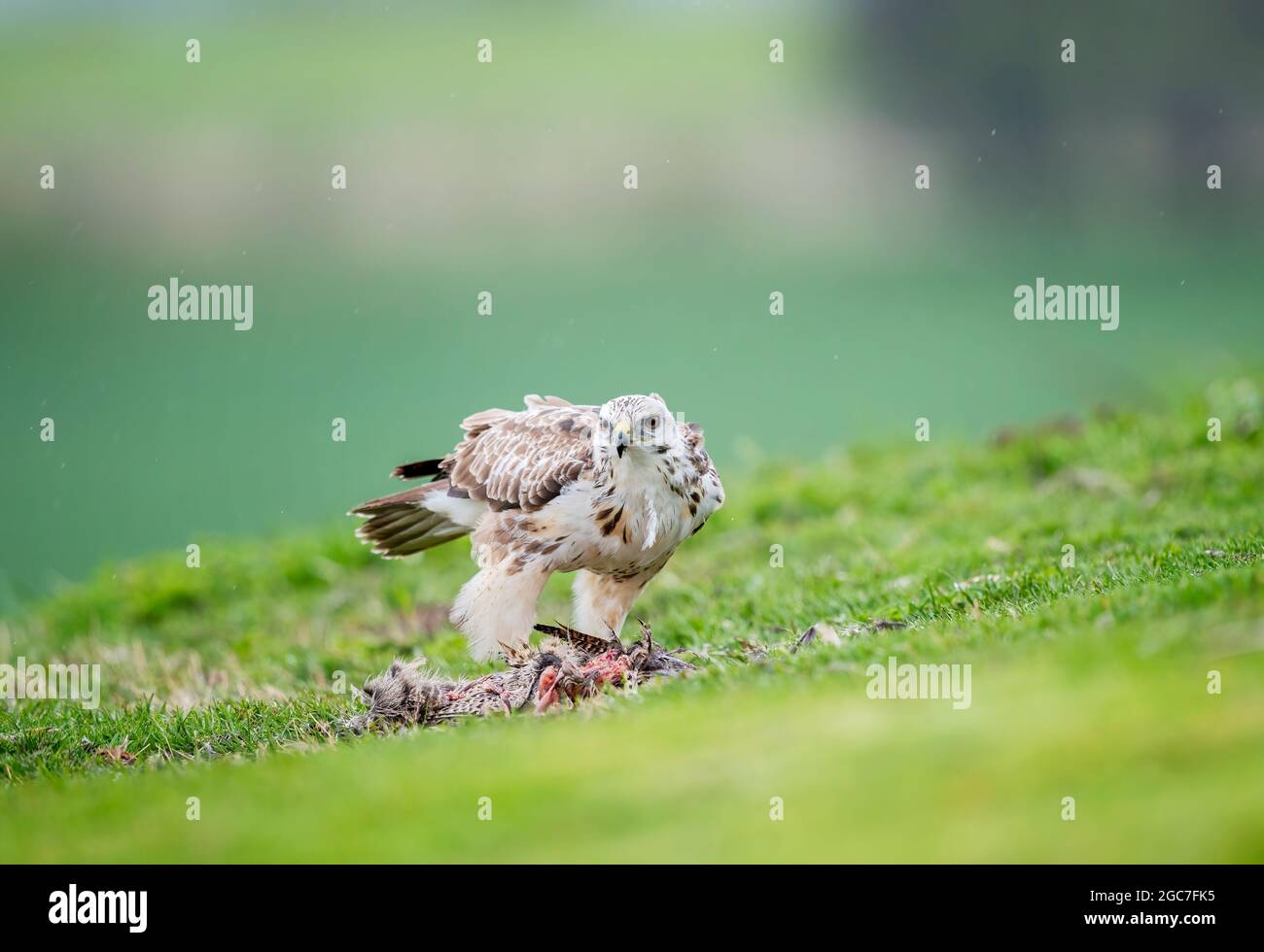 Buzzard, Buteo buteo, Marlborough Downs, Wiltshire Stock Photo - Alamy