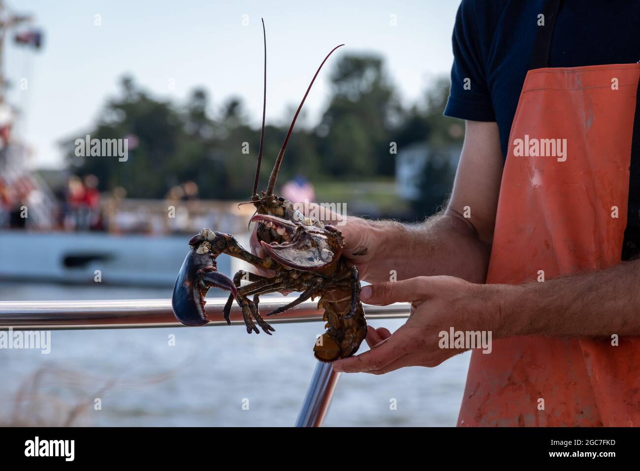 Live Lobster haul and demonstration on a boat in Boothbay Harbor Maine ...