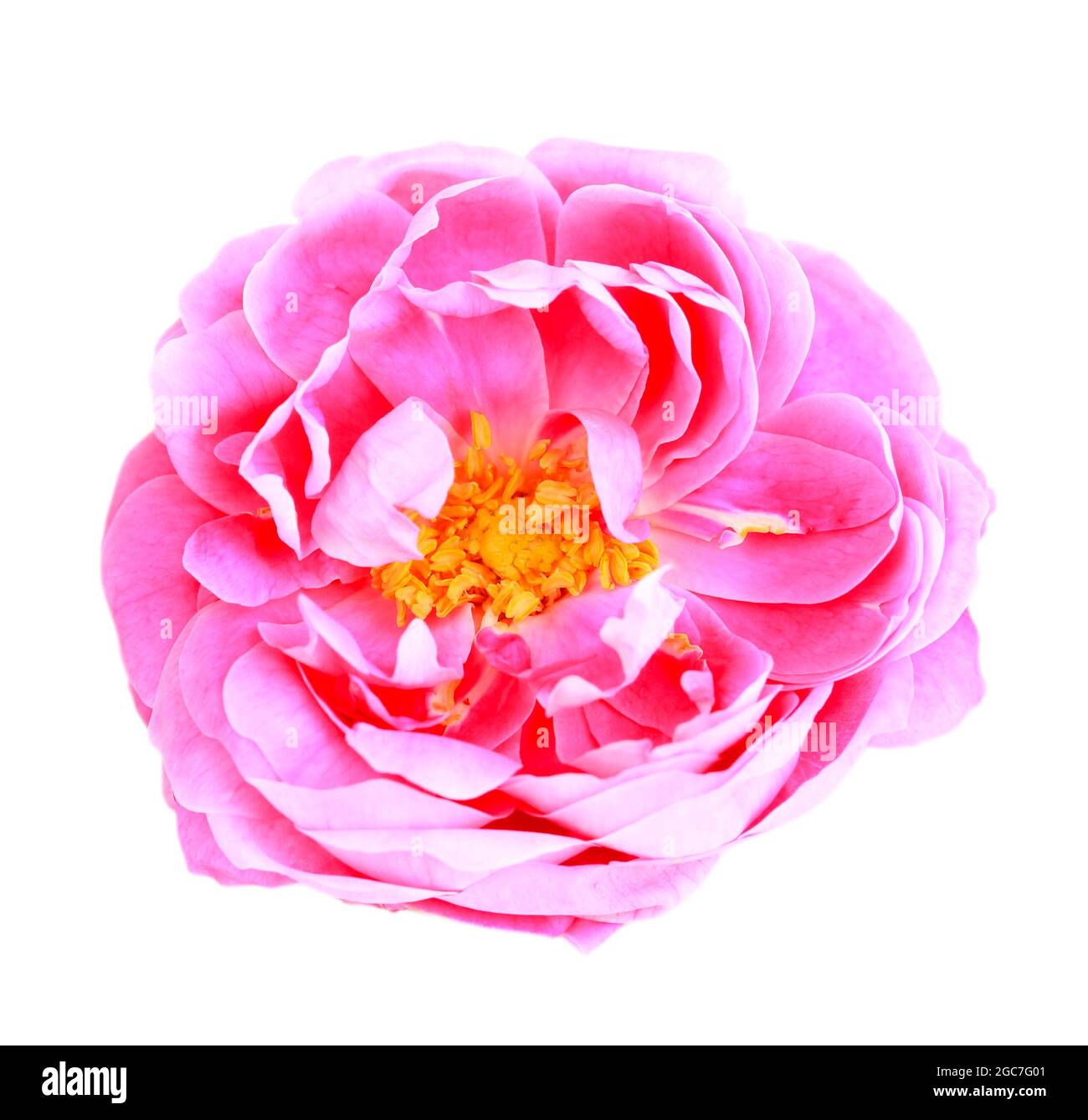 Tea rose isolated on white Stock Photo - Alamy