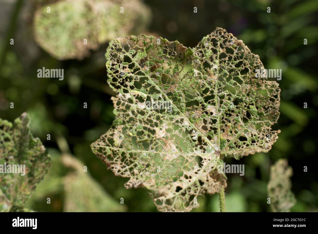 Selective focus shot of a damaged leaf Stock Photo - Alamy