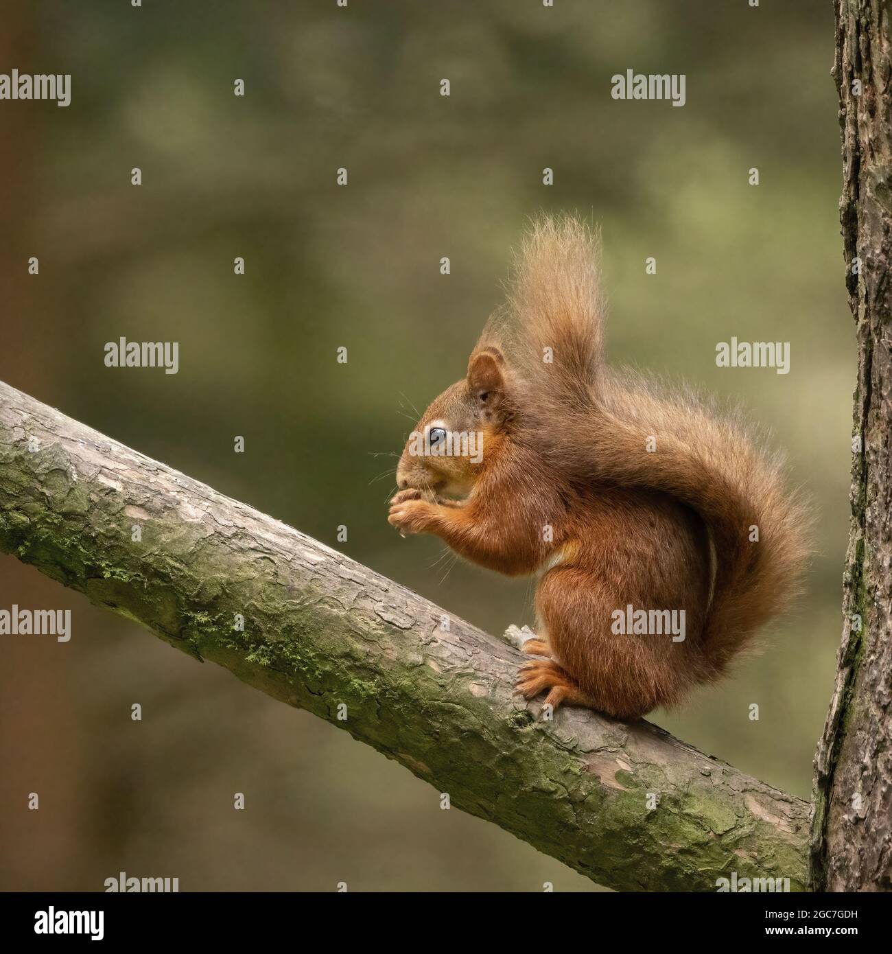 Red Squirrel (Sciurus vulgaris) sitting on a treee branch eating a nut ...