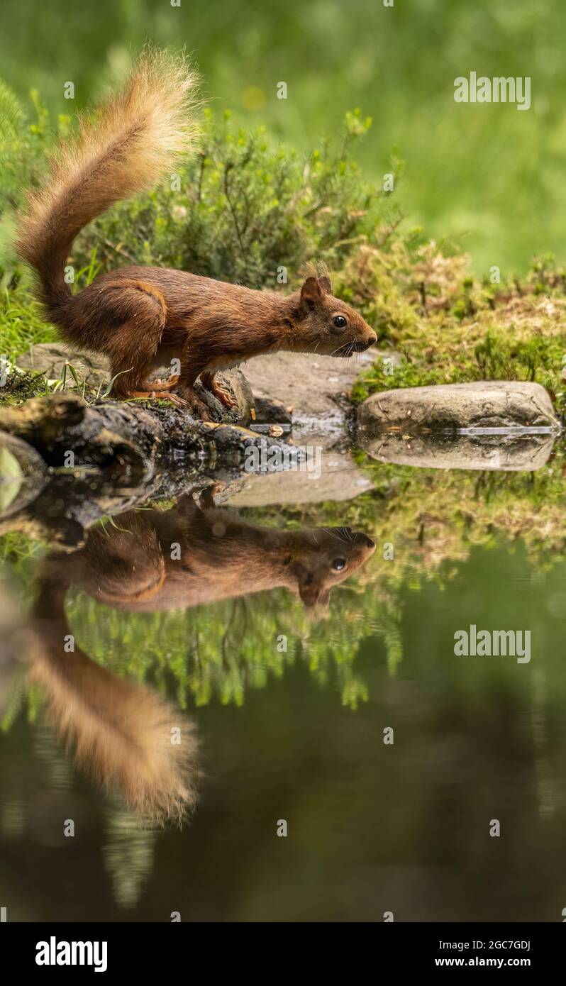 Red Squirrel (Sciurus vulgaris) reflected in a pool of water Stock ...