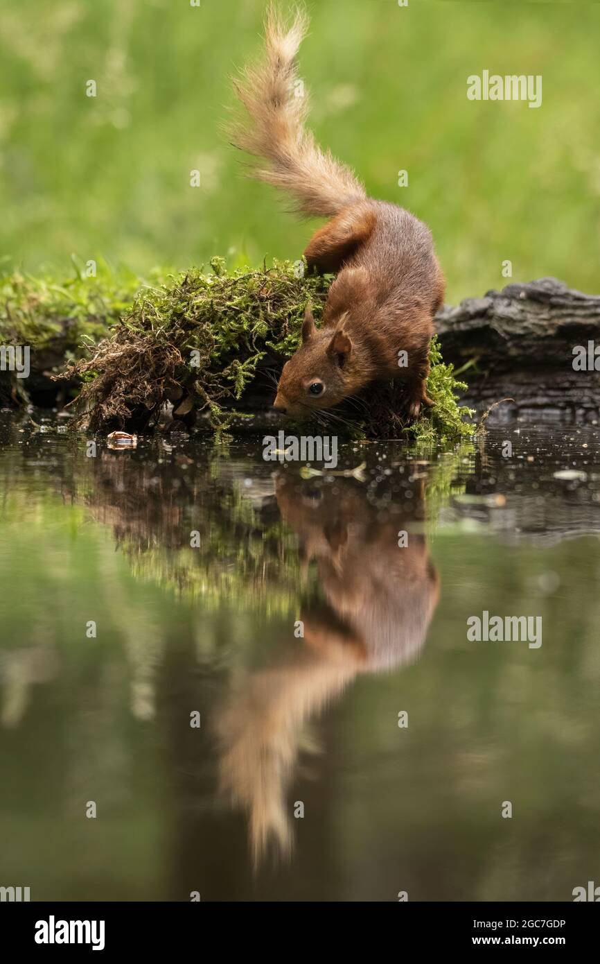 Red Squirrel (Sciurus vulgaris) reflected in a pool of water Stock ...
