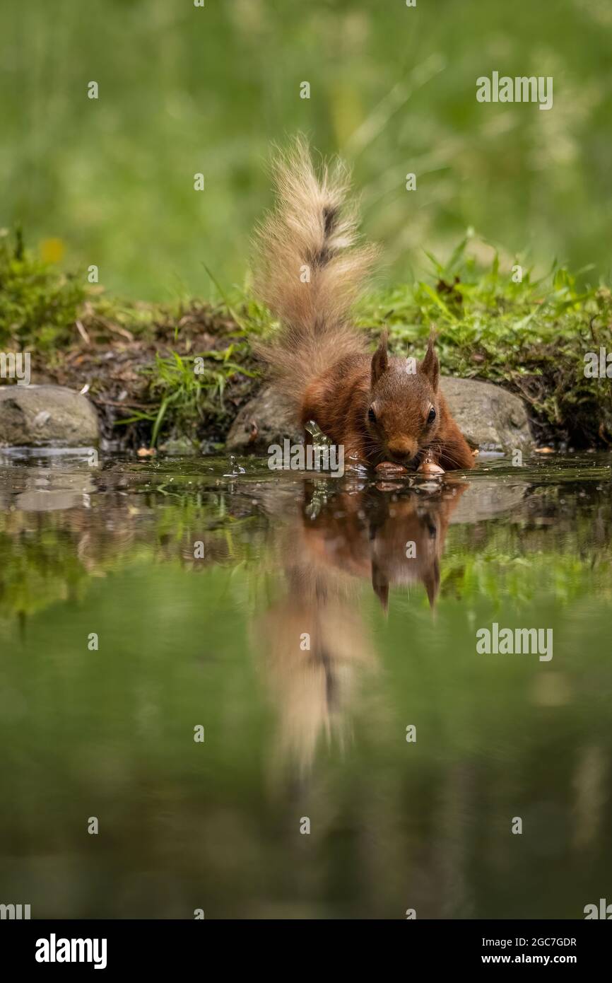 Red squirrel reflected in water hi-res stock photography and images - Alamy