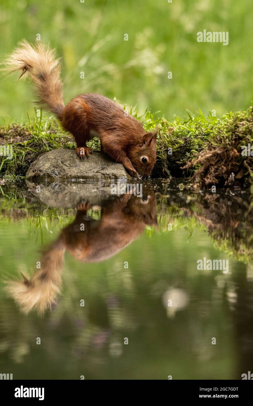 Red Squirrel (Sciurus vulgaris) reflected in a pool of water Stock ...