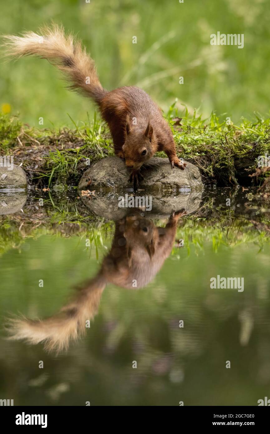 Red squirrel reflected in water hi-res stock photography and images - Alamy