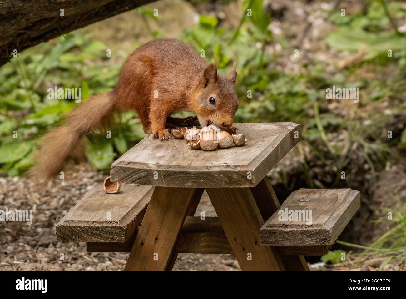 Red Squirrel (Sciurus vulgaris) eating nuts from a wooden picnic table ...