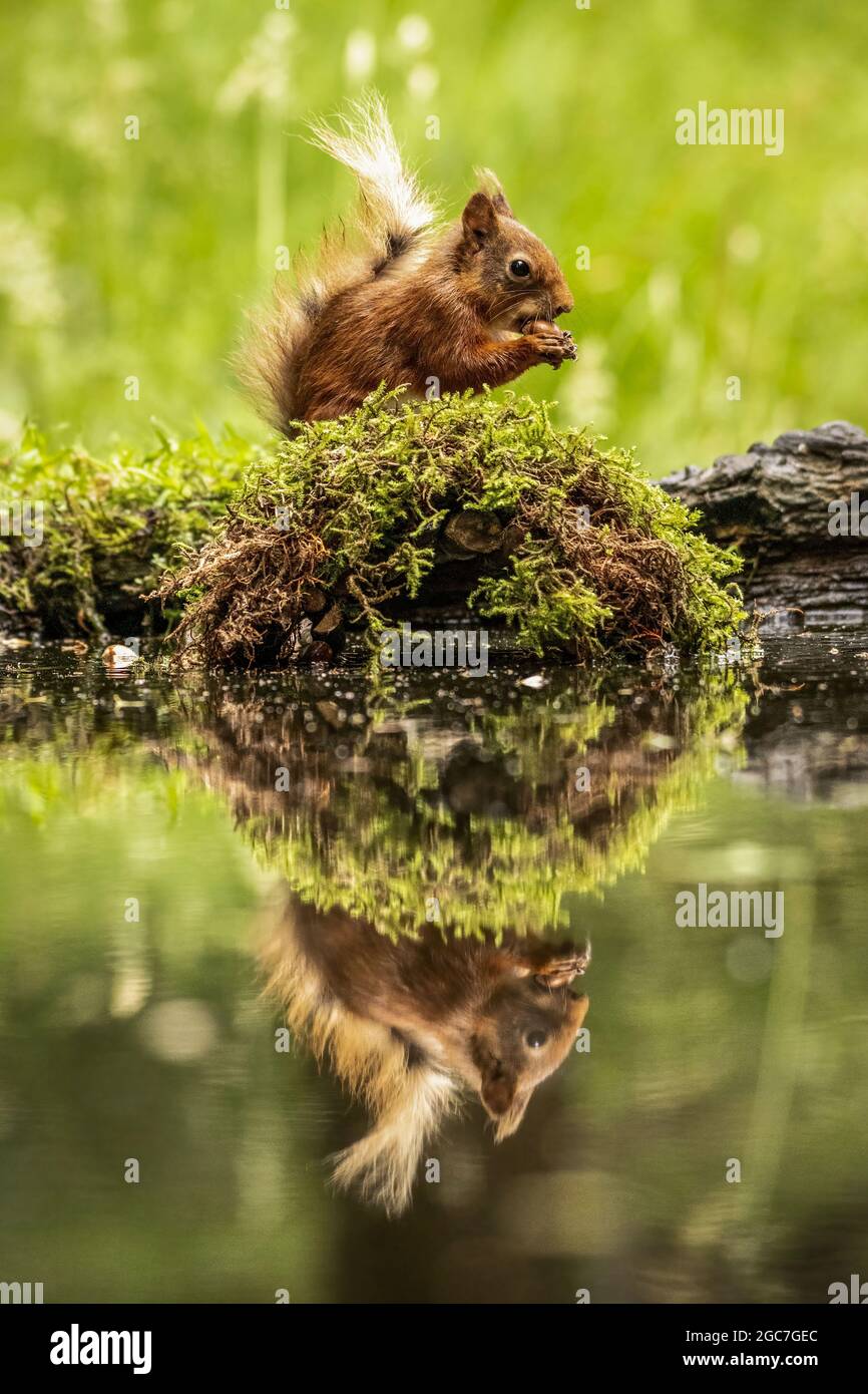 Red Squirrel (Sciurus vulgaris) reflected in a pool of water Stock ...
