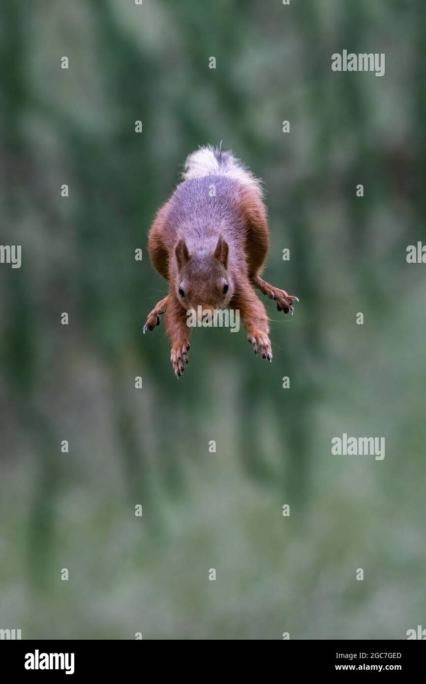 Red Squirrel (Sciurus vulgaris) jumping between two post, caught in mid ...