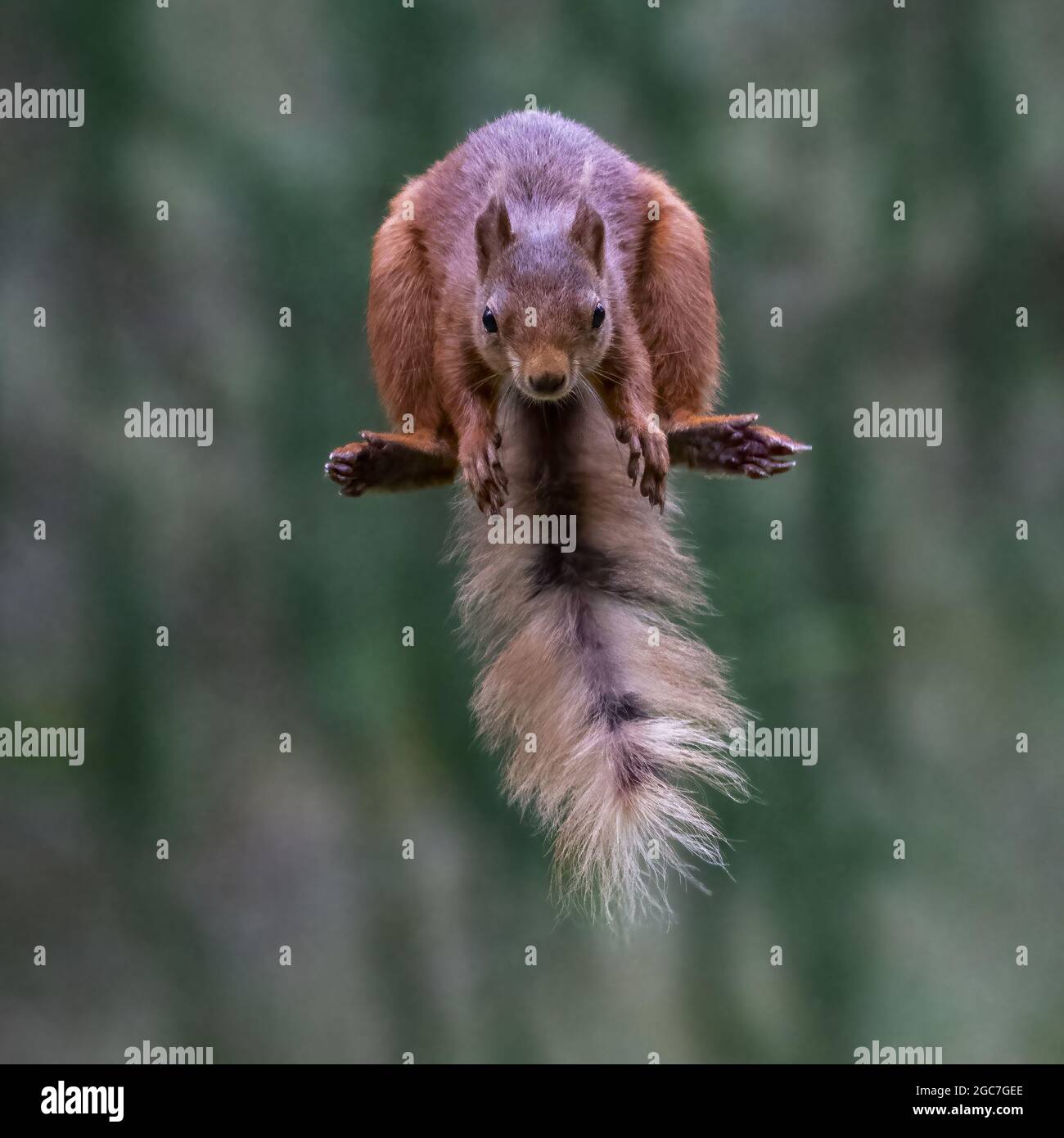 Red Squirrel (Sciurus vulgaris) jumping between two post, caught in mid ...