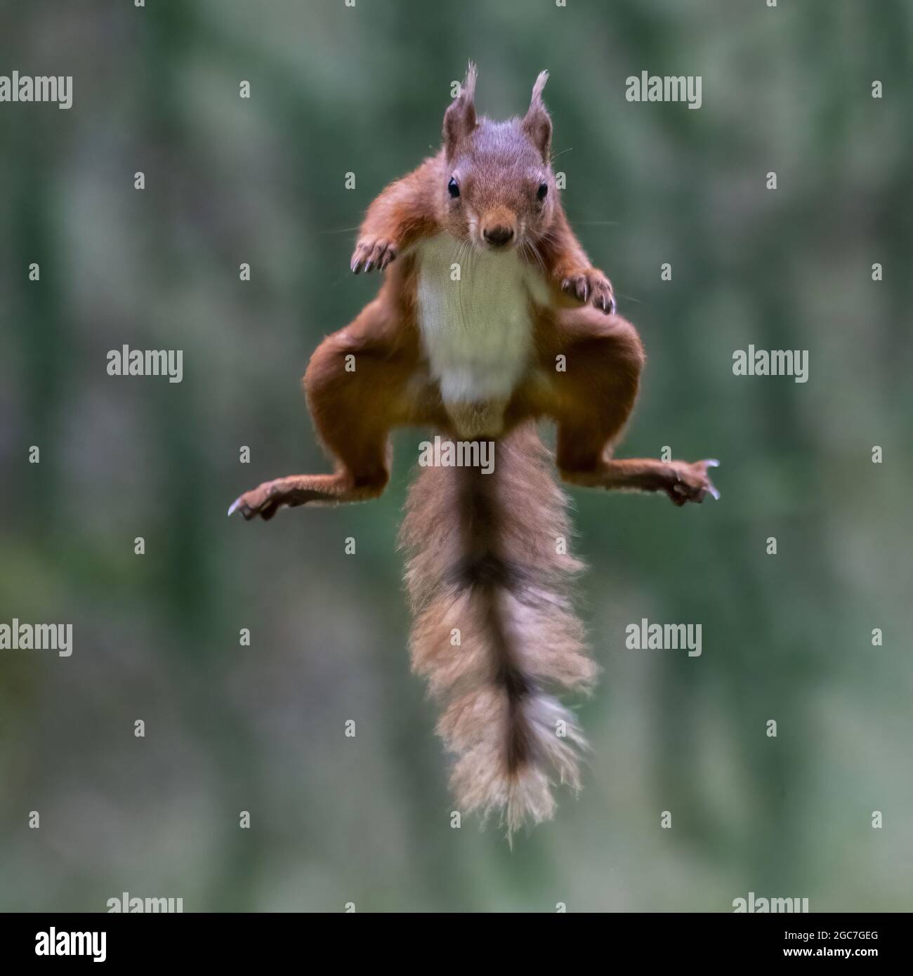 Red Squirrel (Sciurus vulgaris) jumping between two post, caught in mid ...