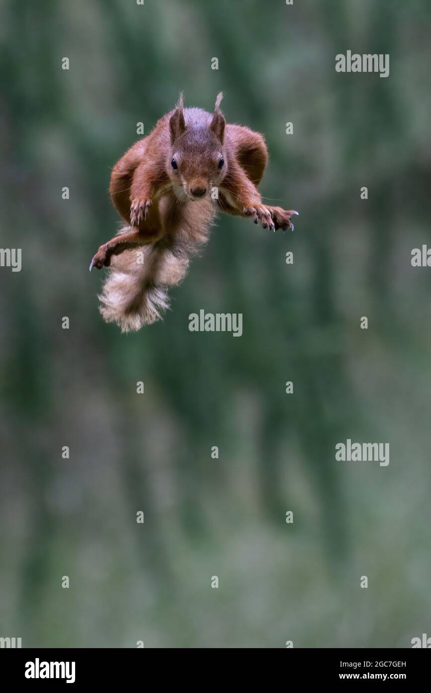 Red Squirrel (Sciurus vulgaris) jumping between two post, caught in mid ...