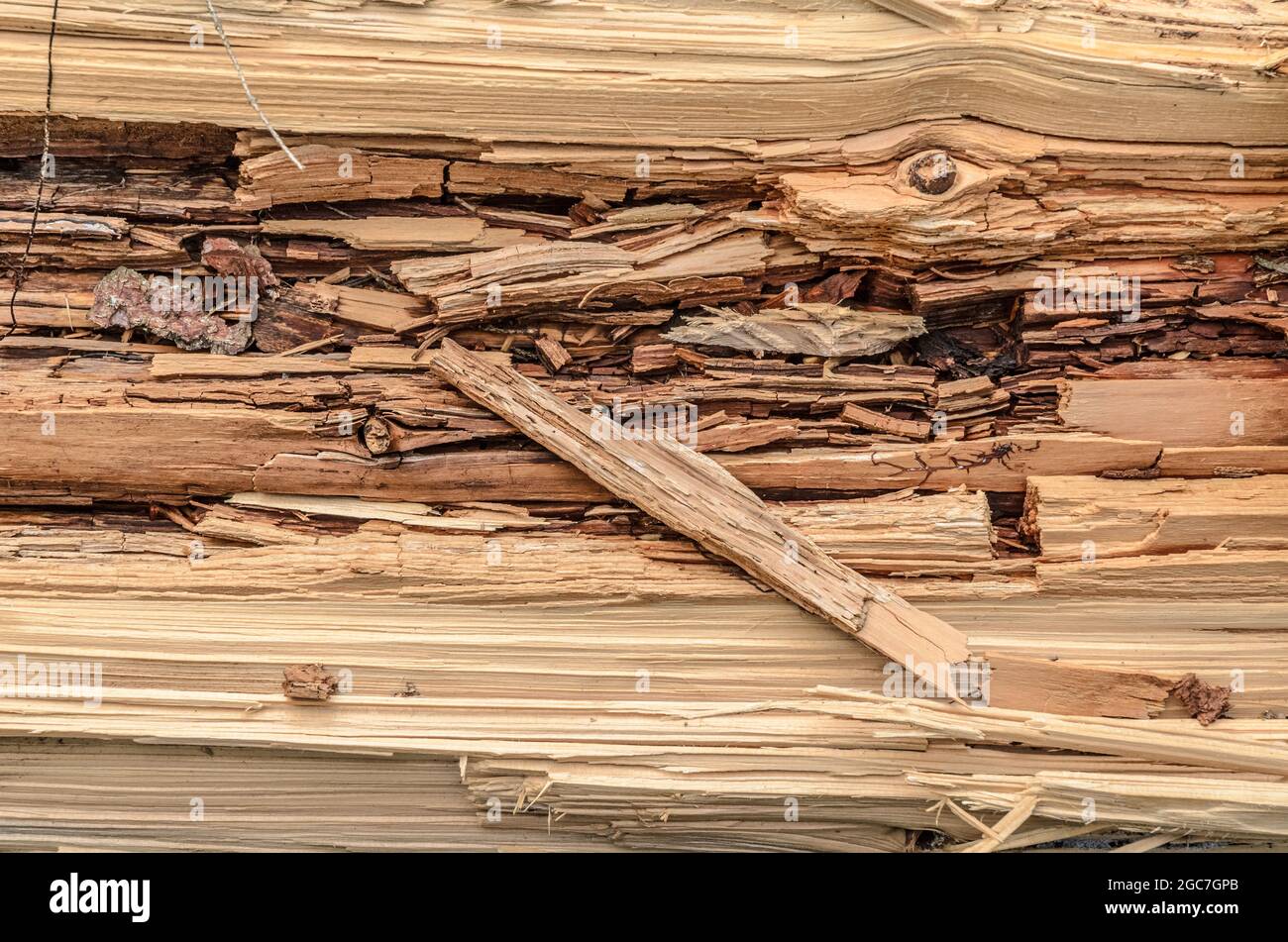 Structure of a tree hi-res stock photography and images - Alamy