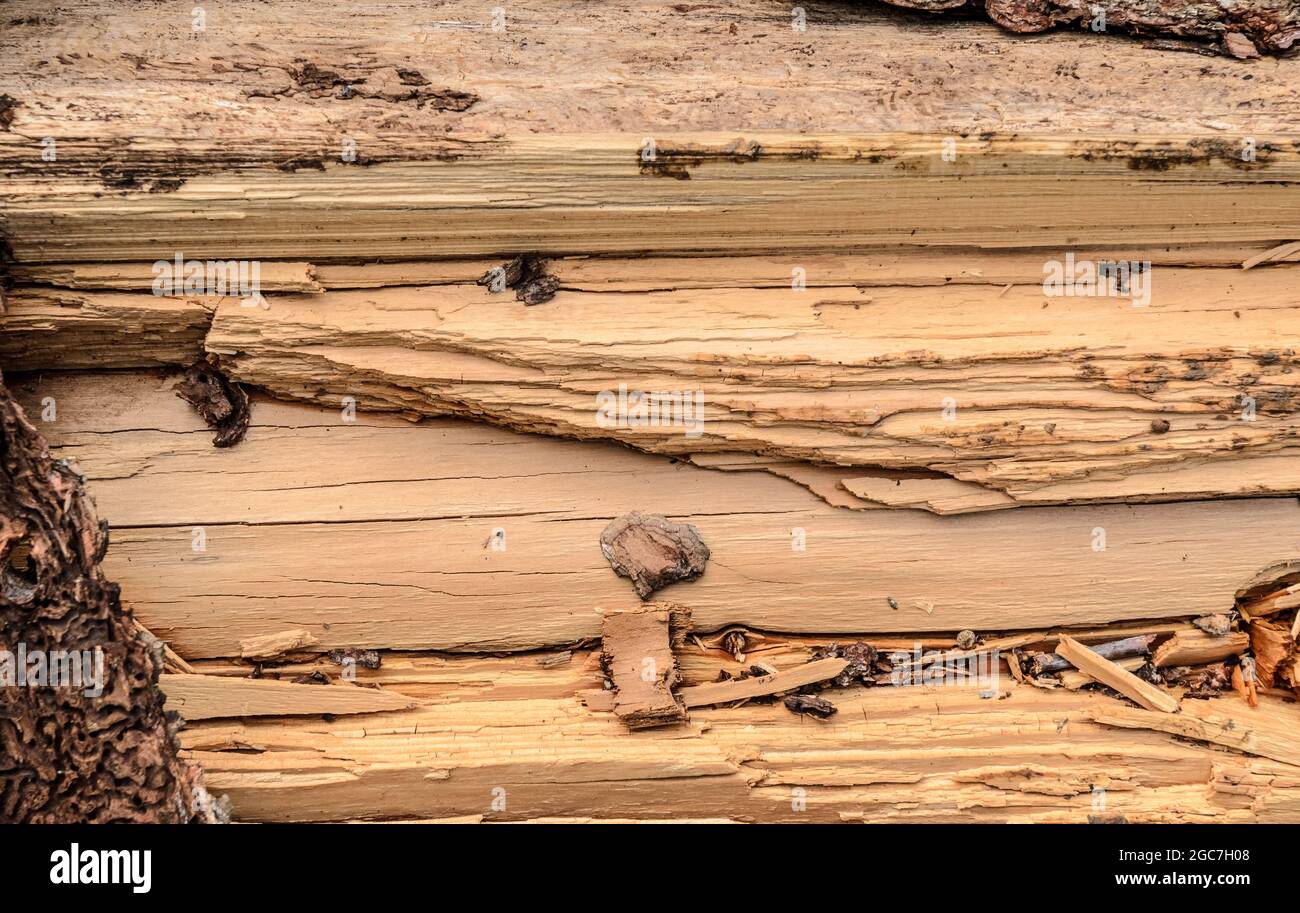 Structure wood grain texture hi-res stock photography and images - Alamy