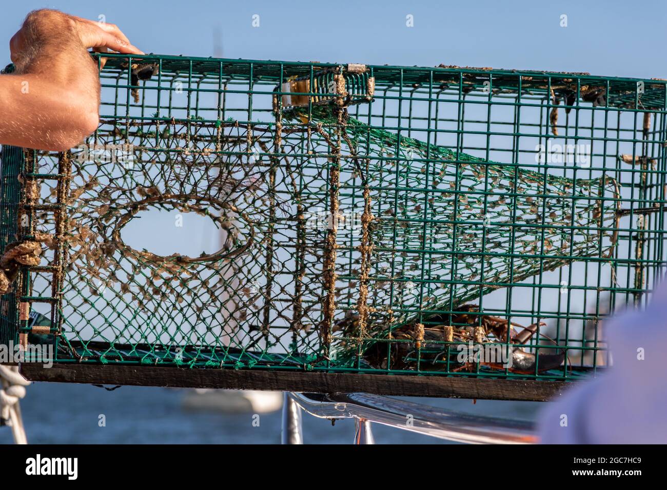Live Lobster haul and demonstration on a boat in Boothbay Harbor Maine ...