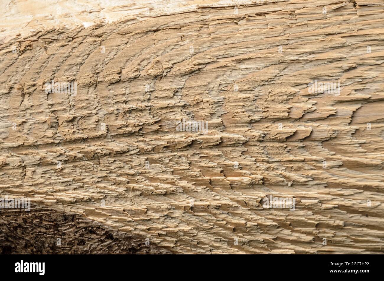 Wood grain texture, pattern and structure of a tree trunk, natural ...