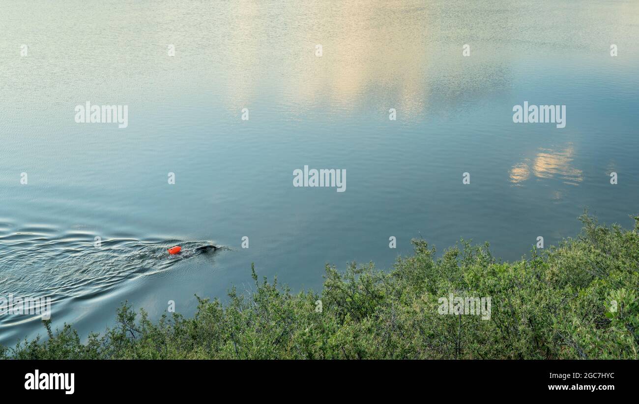 open water swimmer with a swim buoy on a calm lake, summer morning ...