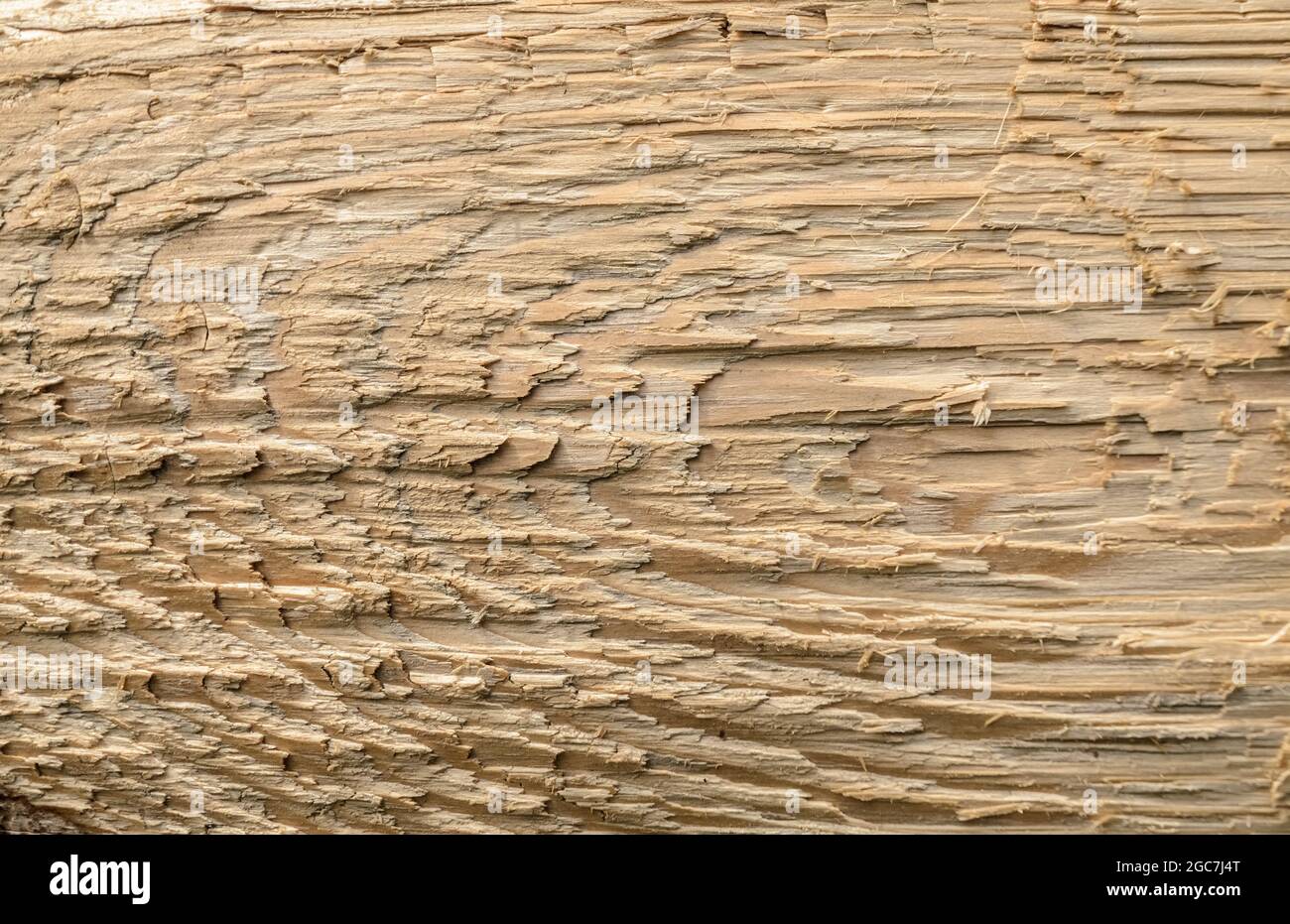 Wood grain texture, pattern and structure of a tree trunk, natural ...