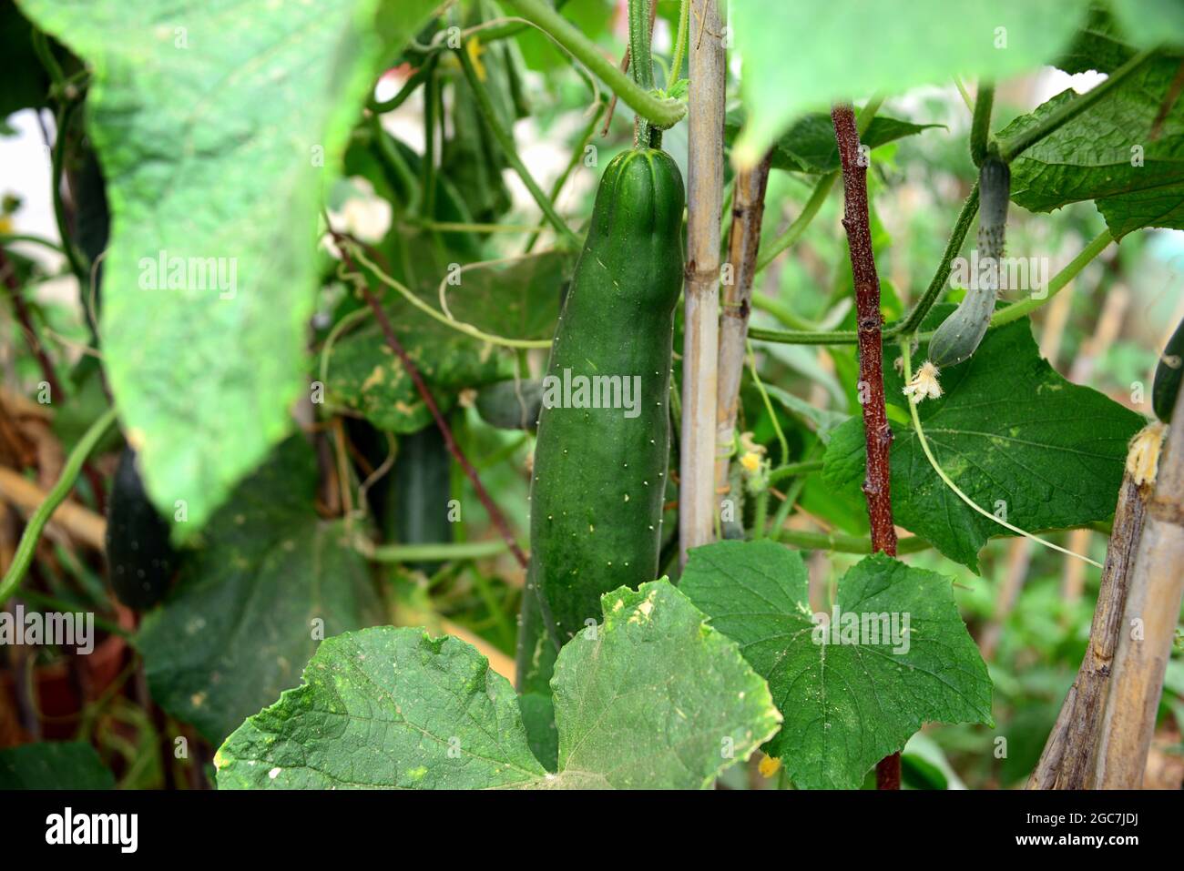 Cucumber is a vegetable belonging to the Cucurbitaceae family, native ...