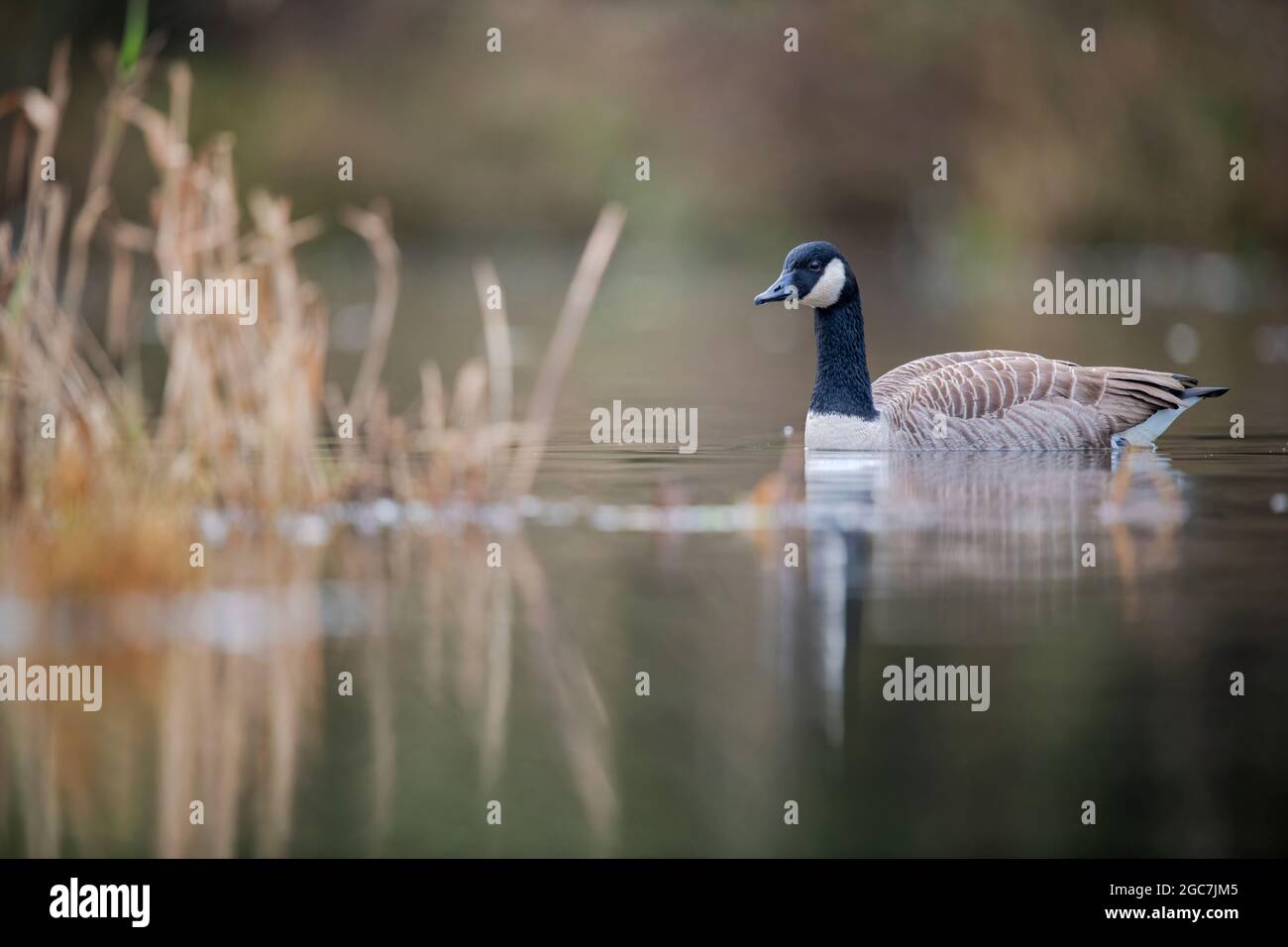 Canada goose preening behaviour hi-res stock photography and images - Alamy