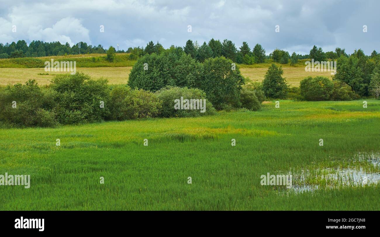 Russian summer meadow . Kenozersky National Park Arkhangelsk region ...