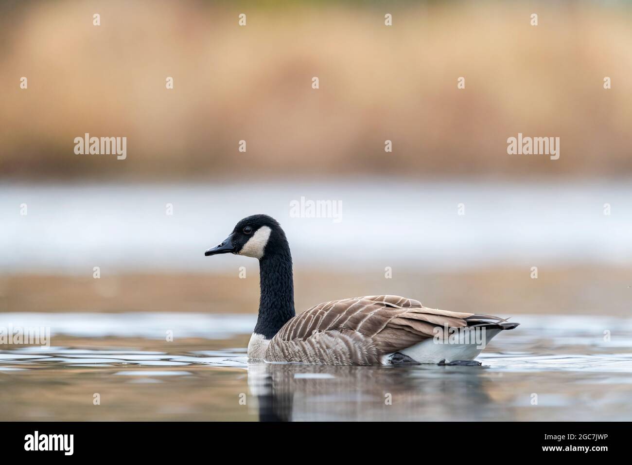 Canada goose preening behaviour hi-res stock photography and images - Alamy