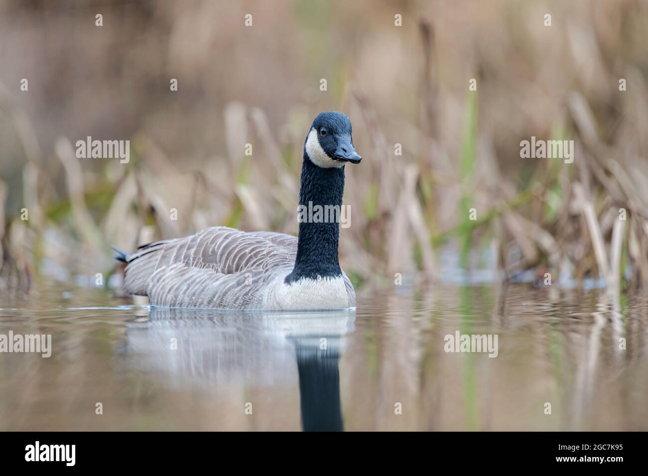 Canada goose preening behaviour hi-res stock photography and images - Alamy