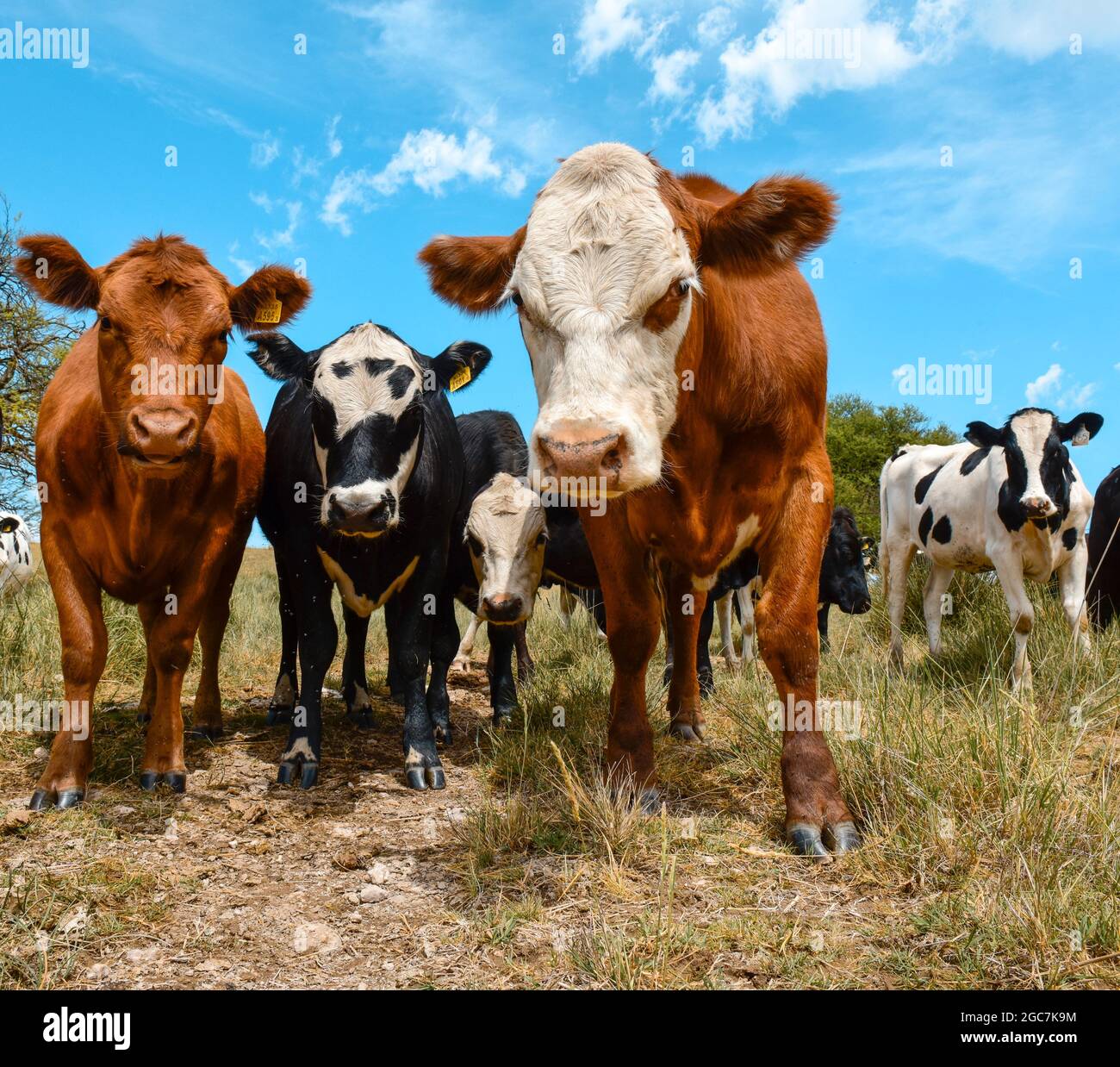 Cows raised with natural pastures, meat production in the Argentine ...
