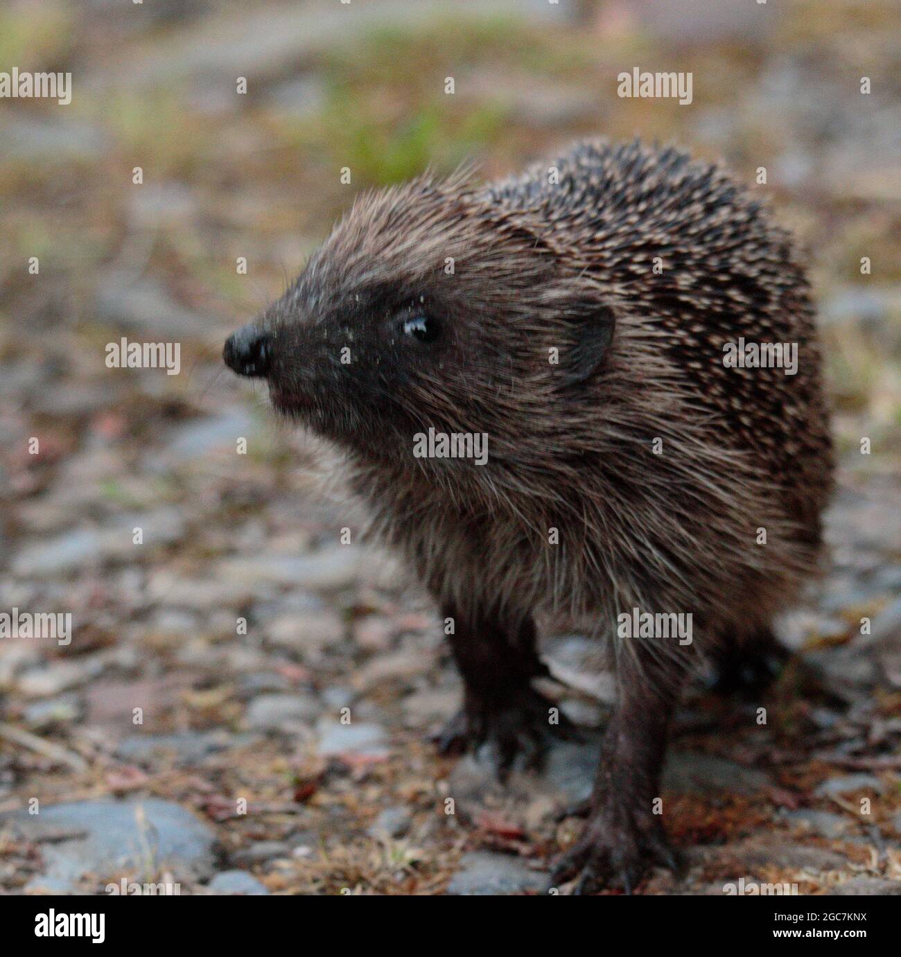Hibernating hedgehog hi-res stock photography and images - Alamy