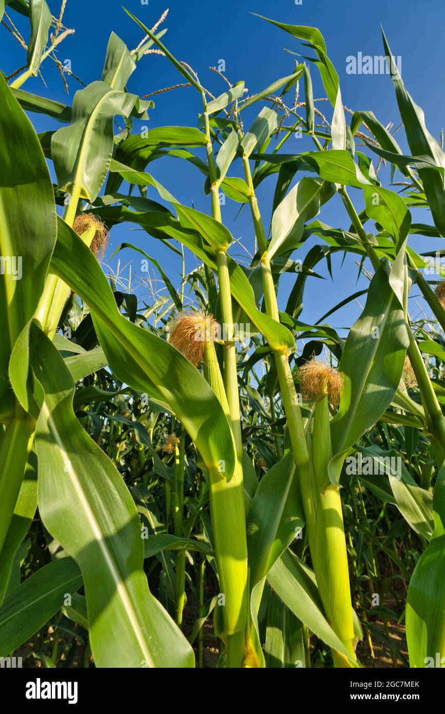 Sweet corn in cornfield plantation. Growing fresh corn cob in green ...