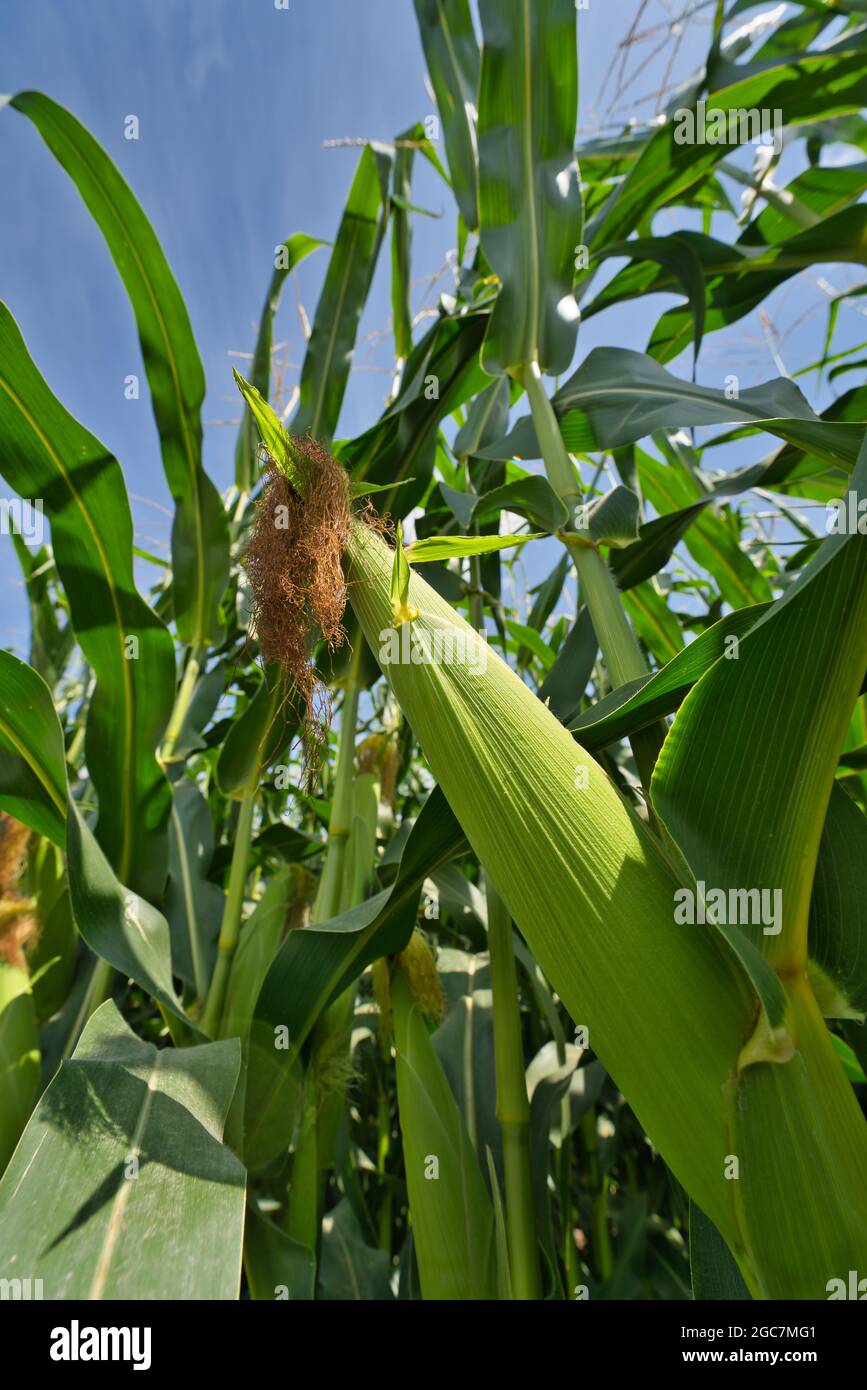 Sweet corn in cornfield plantation. Growing fresh corn cob in green ...