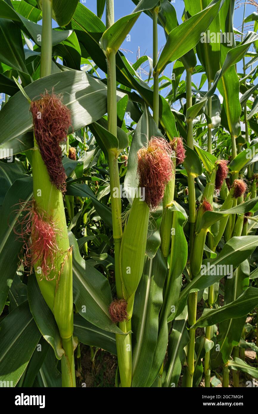 Sweet corn in cornfield plantation. Growing fresh corn cob in green ...