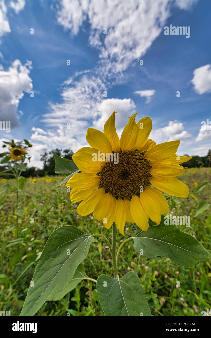 Sunflower field landscape close-up Stock Photo - Alamy