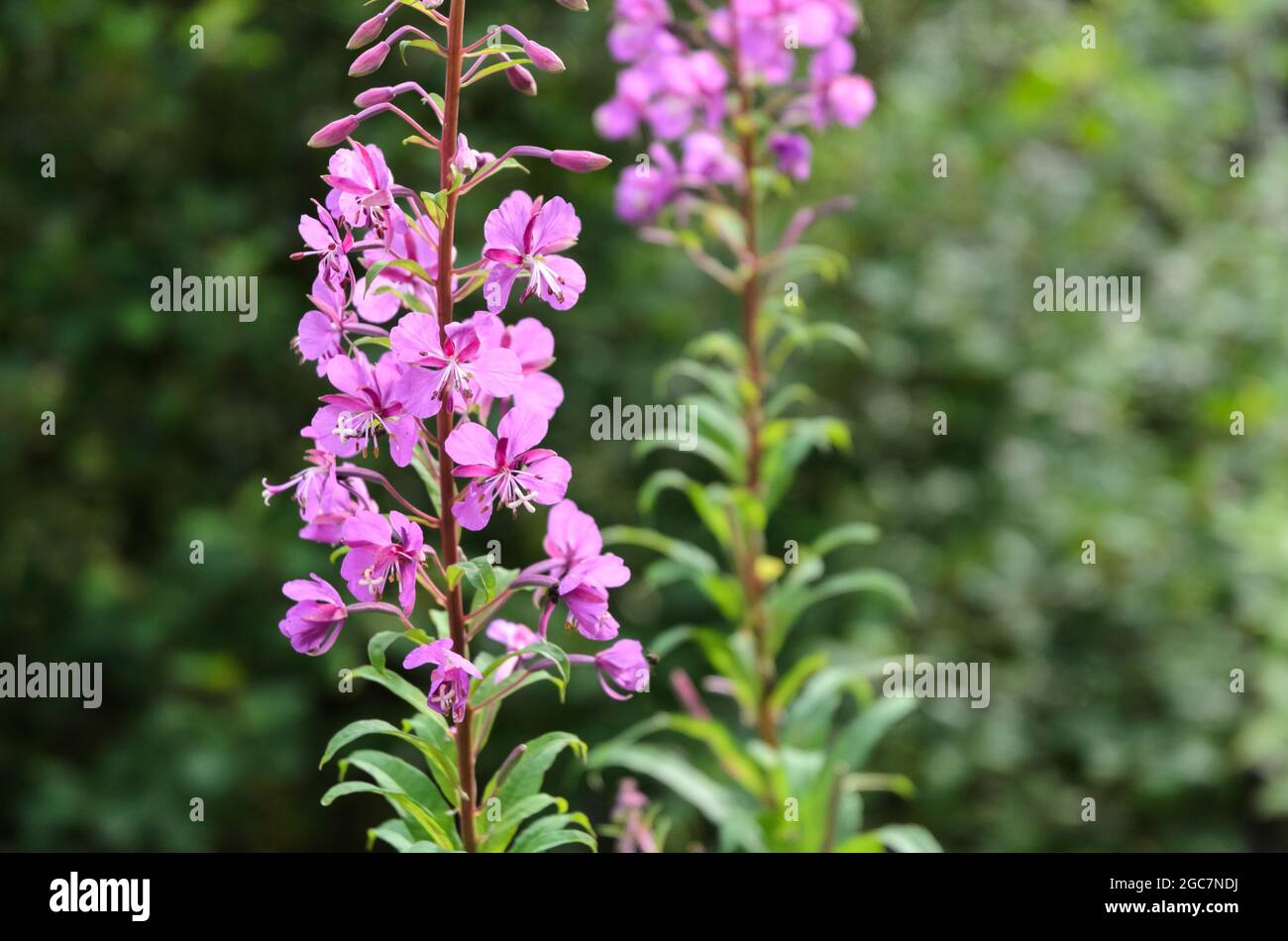 Fire weed hi-res stock photography and images - Alamy