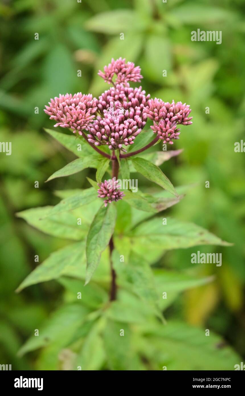 The holy rope hi-res stock photography and images - Alamy