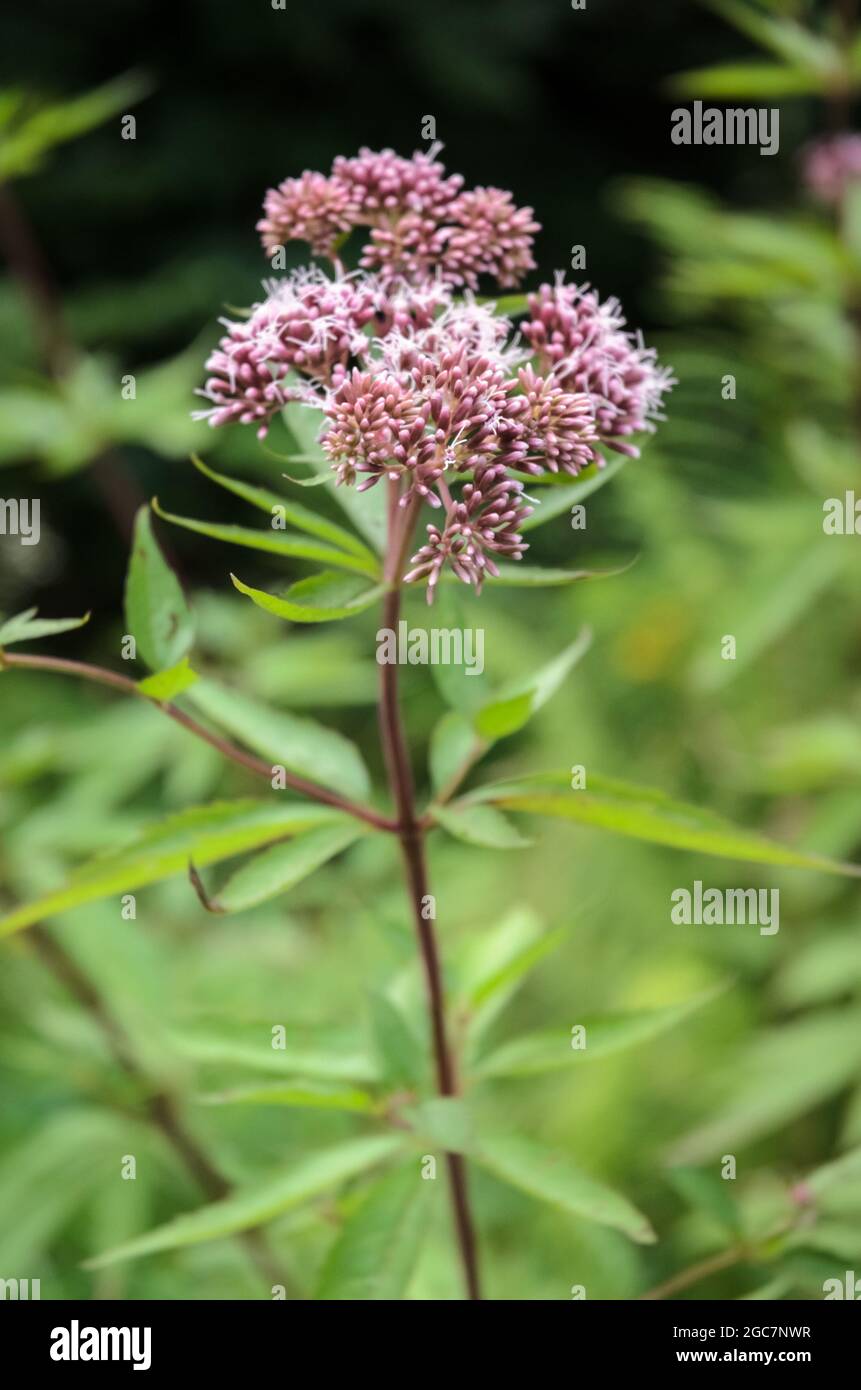 Holy rope hi-res stock photography and images - Alamy