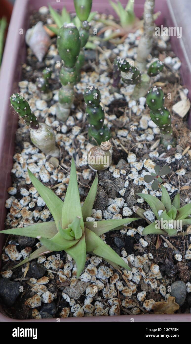 Mini plants hi-res stock photography and images - Alamy