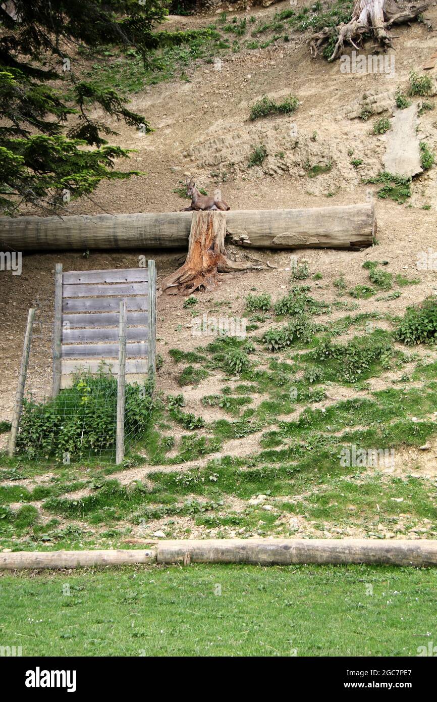 Alpine animal park hi-res stock photography and images - Alamy